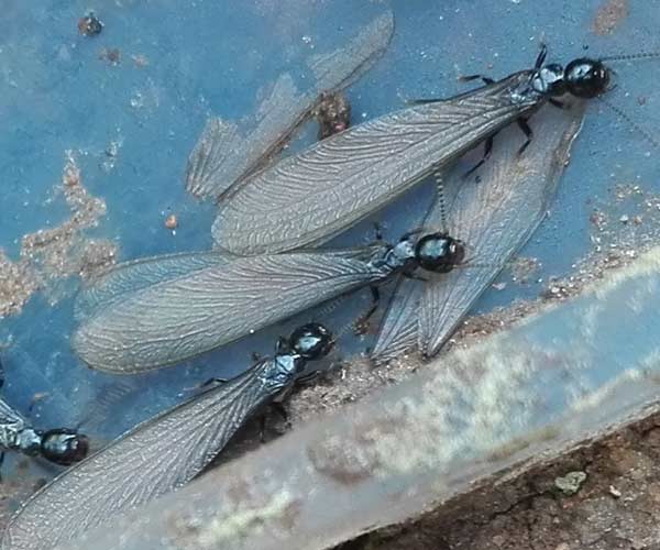 Termitas Aladas • Todo sobre este insecto volador y su morfología